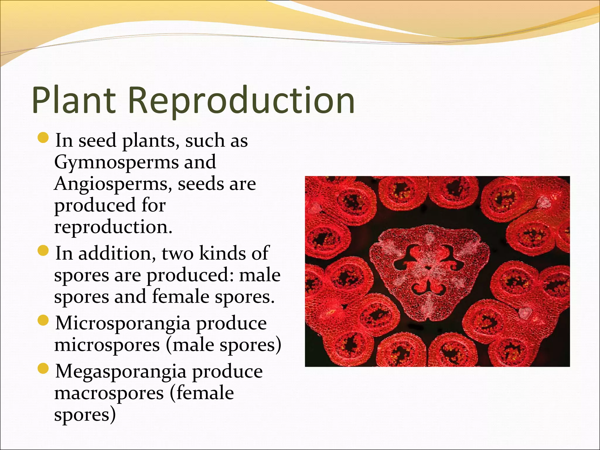 Plant hormones and plant reproduction | PPT