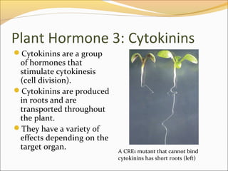 Plant hormones and plant reproduction | PPT