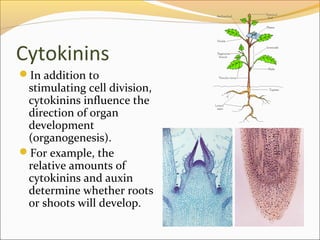 Plant hormones and plant reproduction | PPT