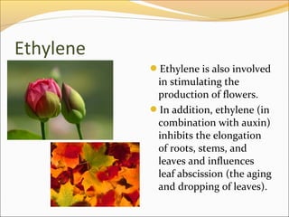 Plant hormones and plant reproduction | PPT