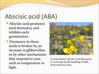 Plant hormones and plant reproduction | PPT