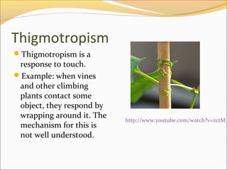 Plant hormones and plant reproduction | PPT