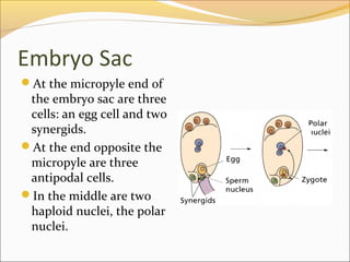 Plant hormones and plant reproduction | PPT