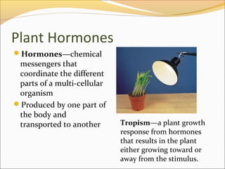 Plant hormones and plant reproduction | PPT