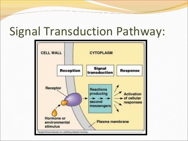 Plant hormones and plant reproduction