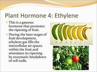 Plant Hormones and Plant Reproduction.ppt