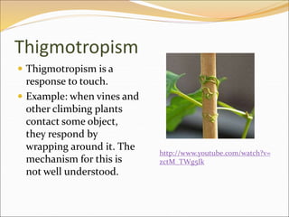 Plant Hormones and Plant Reproduction.ppt | Endocrine and Metabolic ...