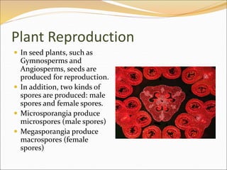 Plant Hormones and Plant Reproduction.ppt | Endocrine and Metabolic ...