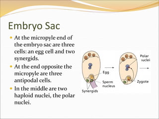 Plant Hormones and Plant Reproduction.ppt