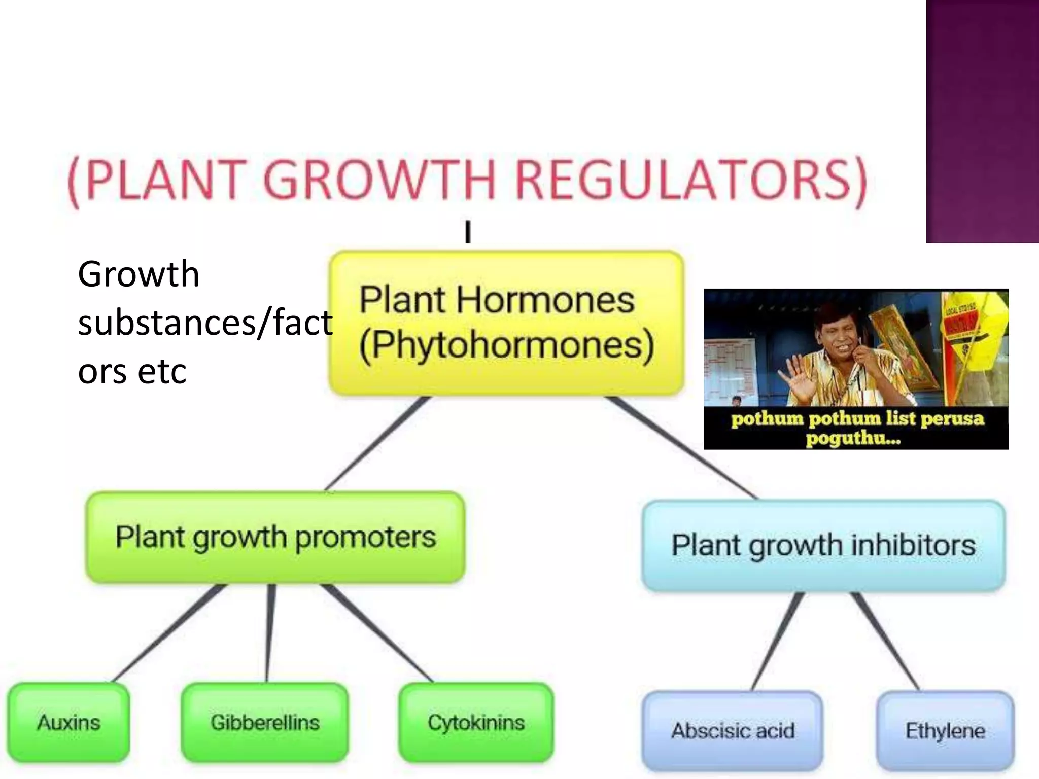 plant hormones class 10 updated.pptx