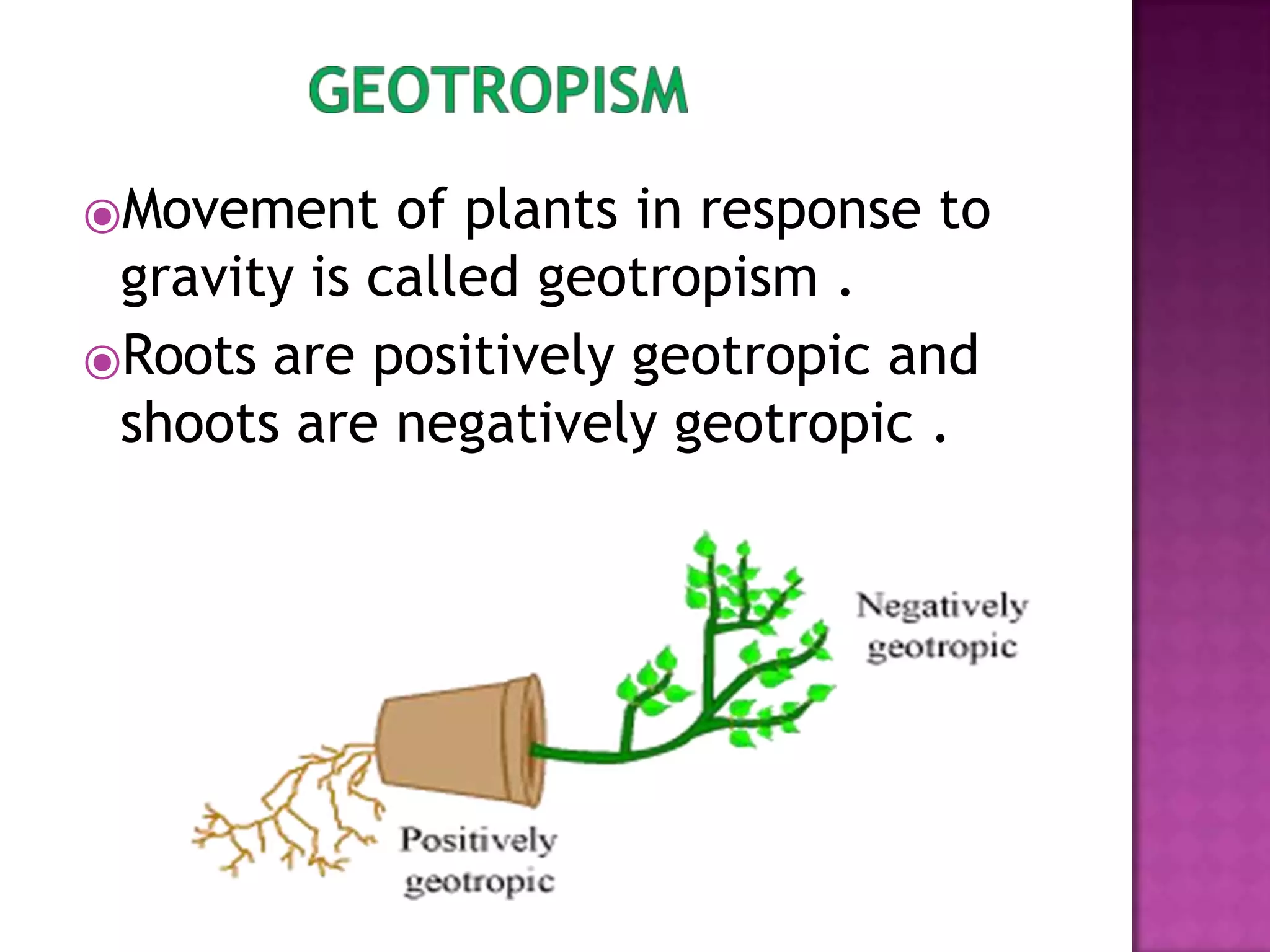 plant hormones class 10 updated.pptx