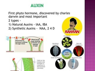 plant hormones class 10 updated.pptx