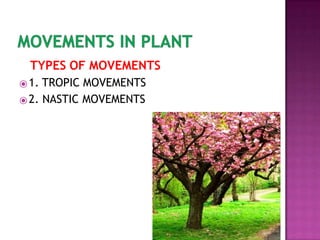 plant hormones class 10 updated.pptx