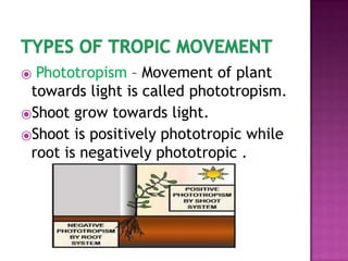 plant hormones class 10 updated.pptx