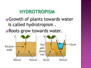 plant hormones class 10 updated.pptx