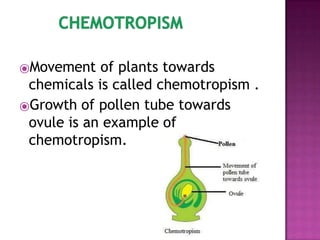 plant hormones class 10 updated.pptx