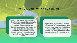 PLANT HORMONES (All plant hormones) presentation.pptx