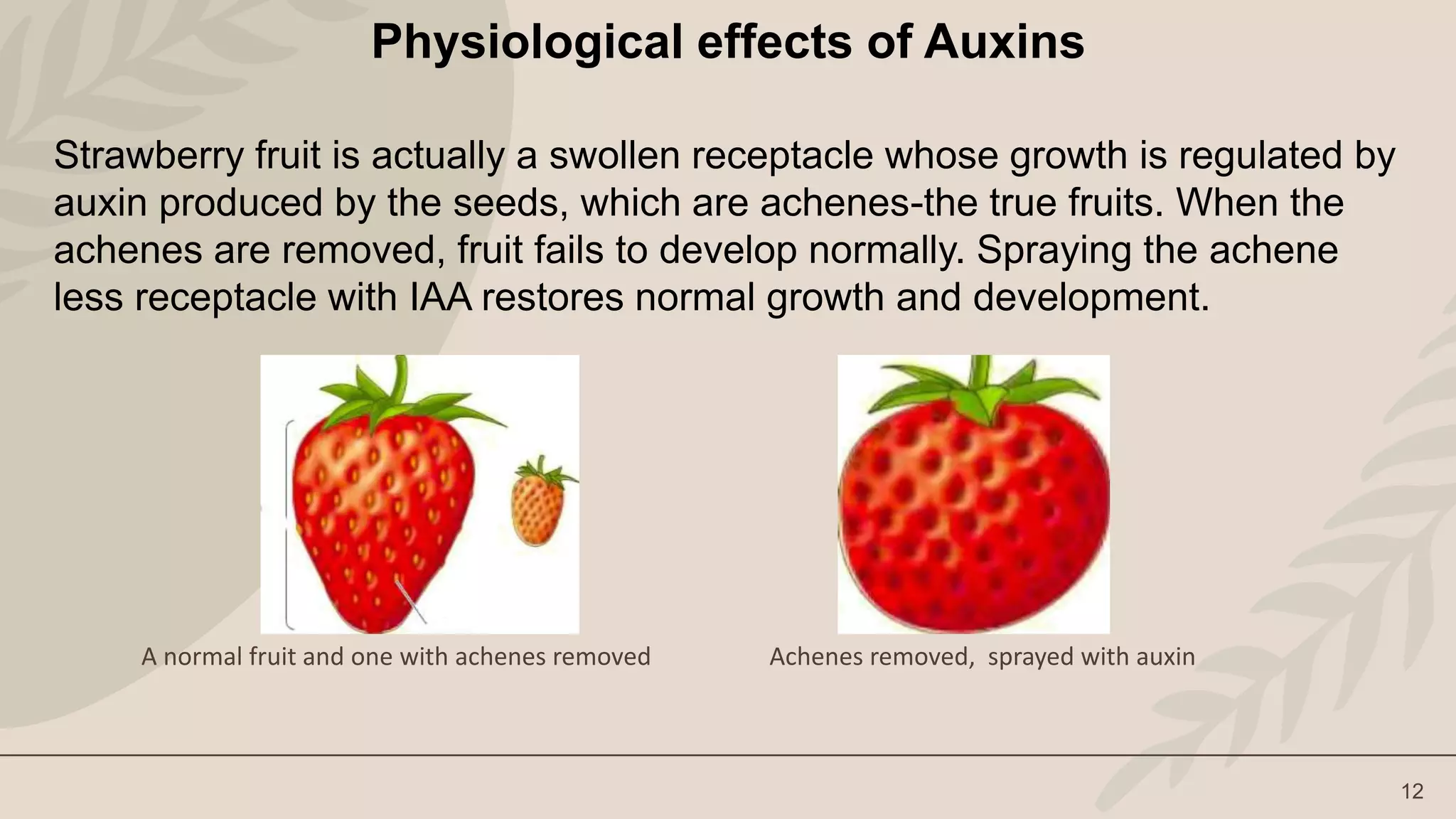 Plant Hormones Physiology and Role.pptx