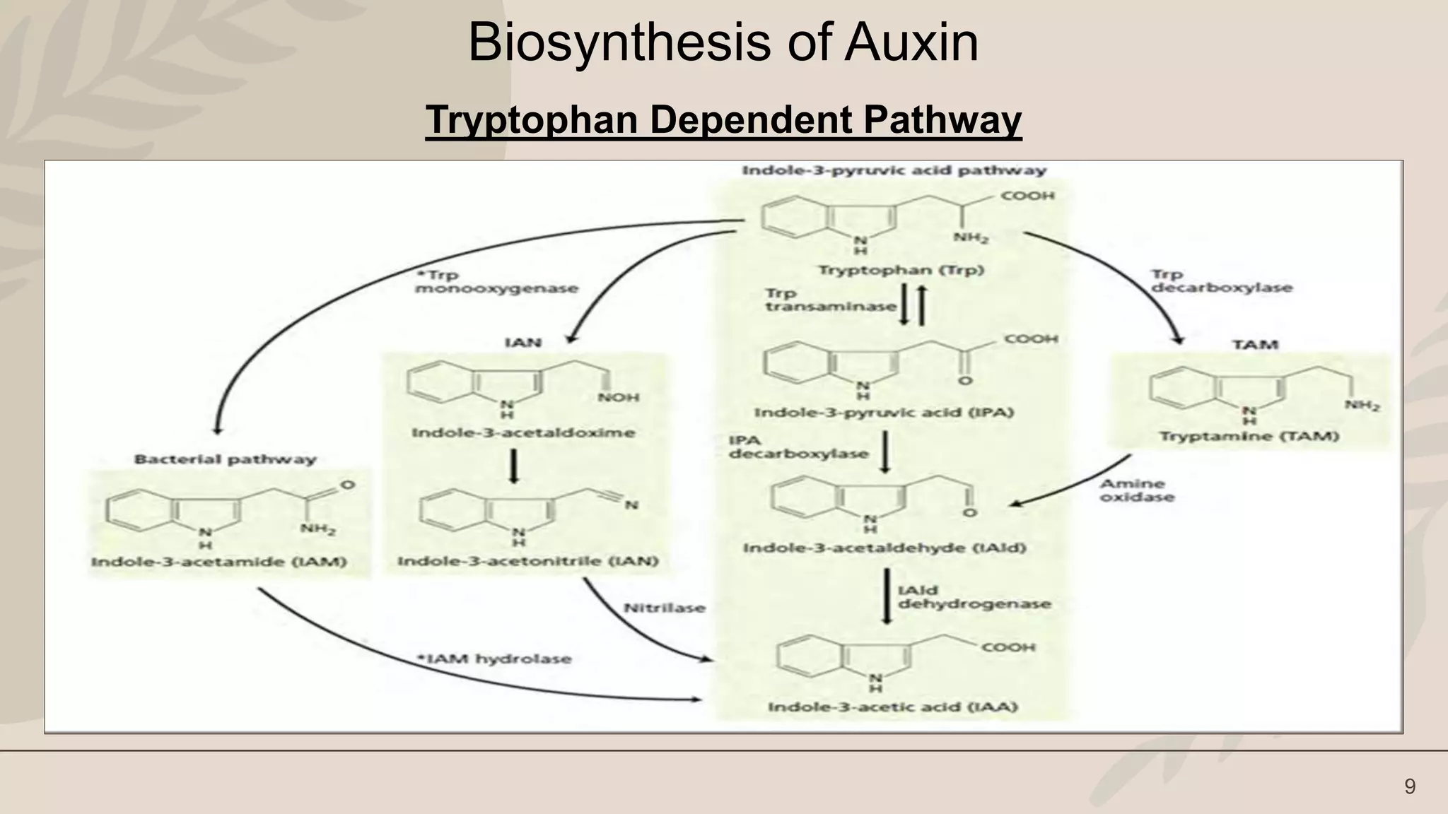 Plant Hormones Physiology and Role.pptx