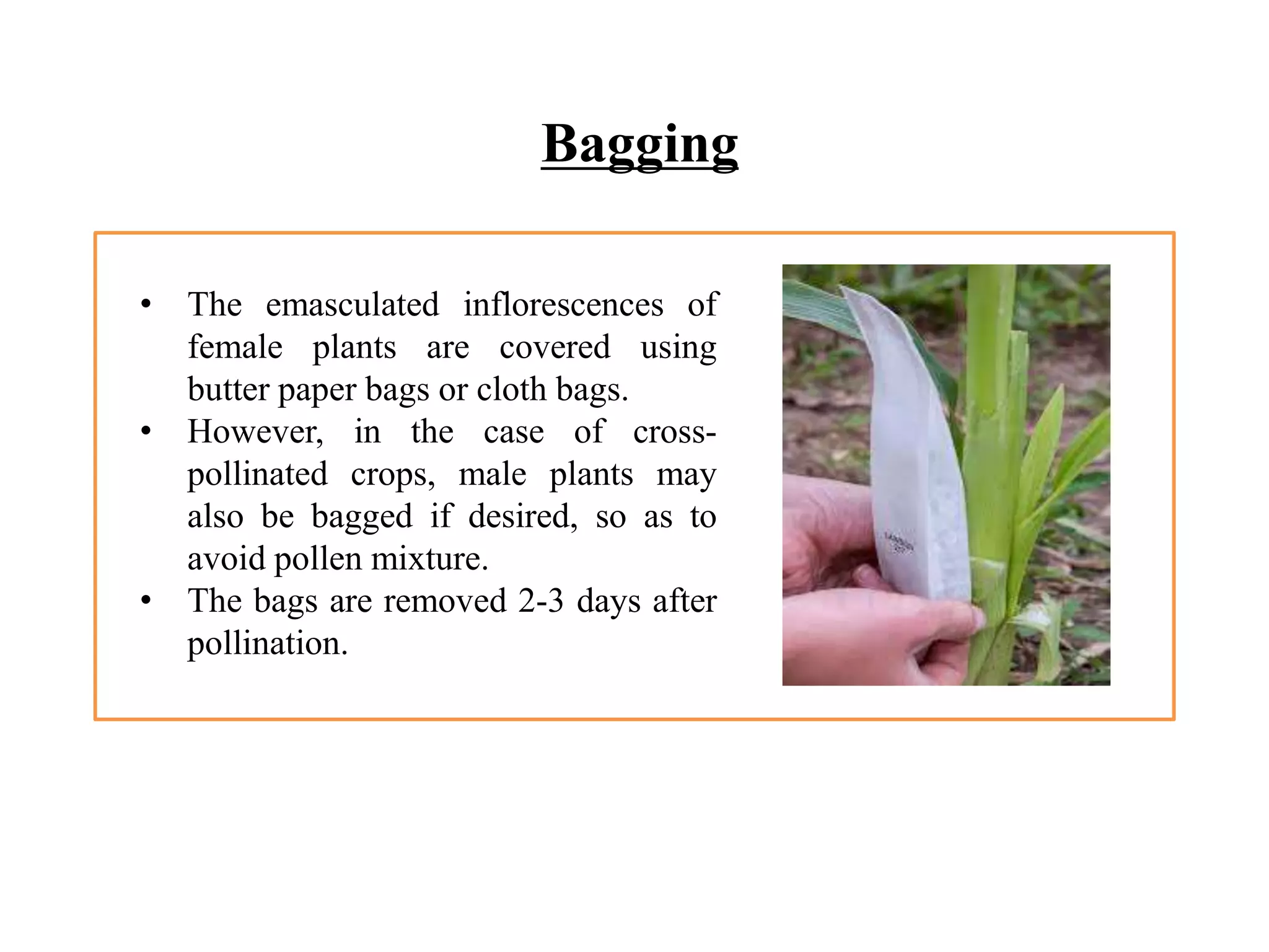 Plant hybridization aims, objectives and types of hybridization | PPT