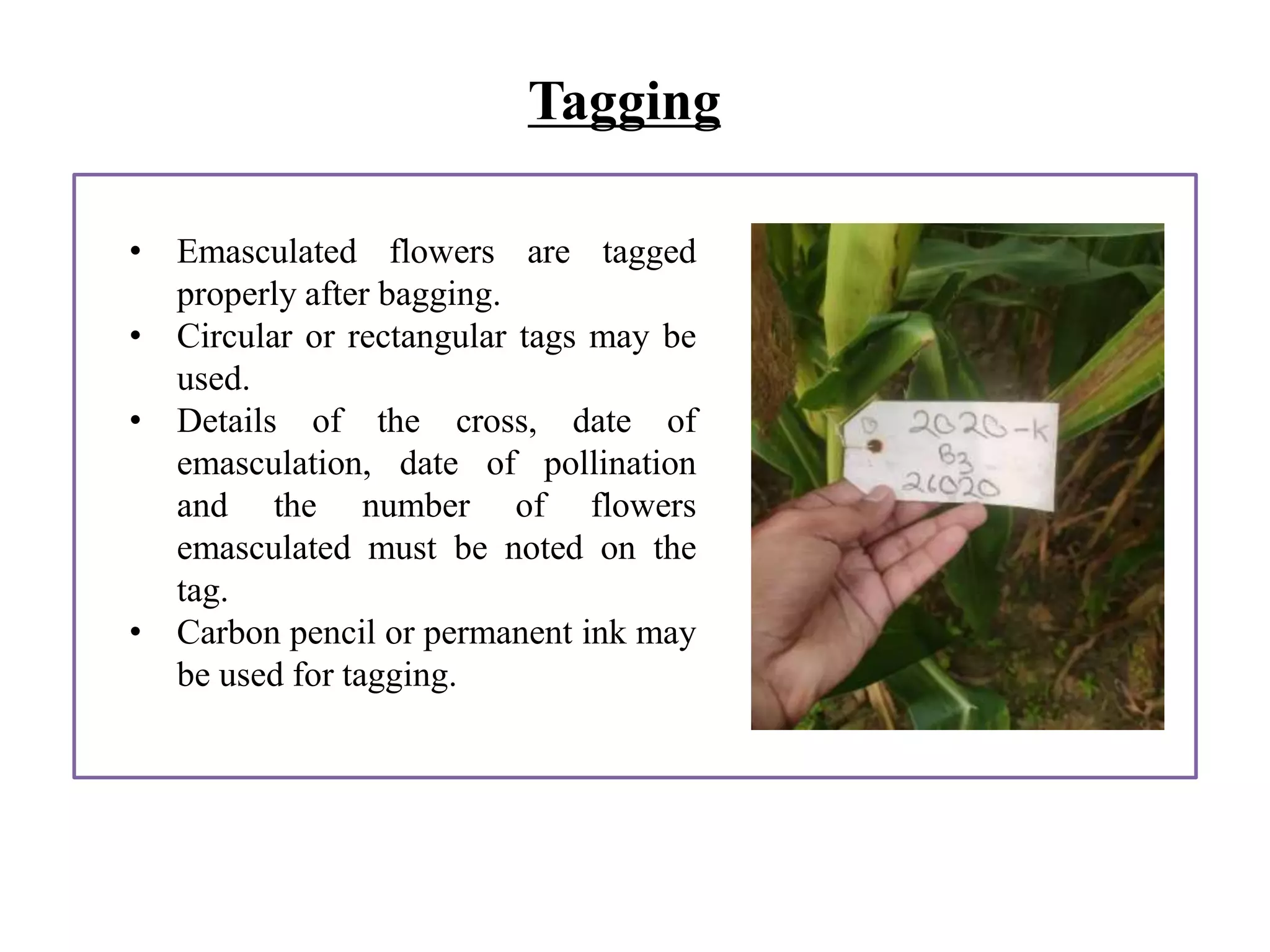 Plant hybridization aims, objectives and types of hybridization | PPT