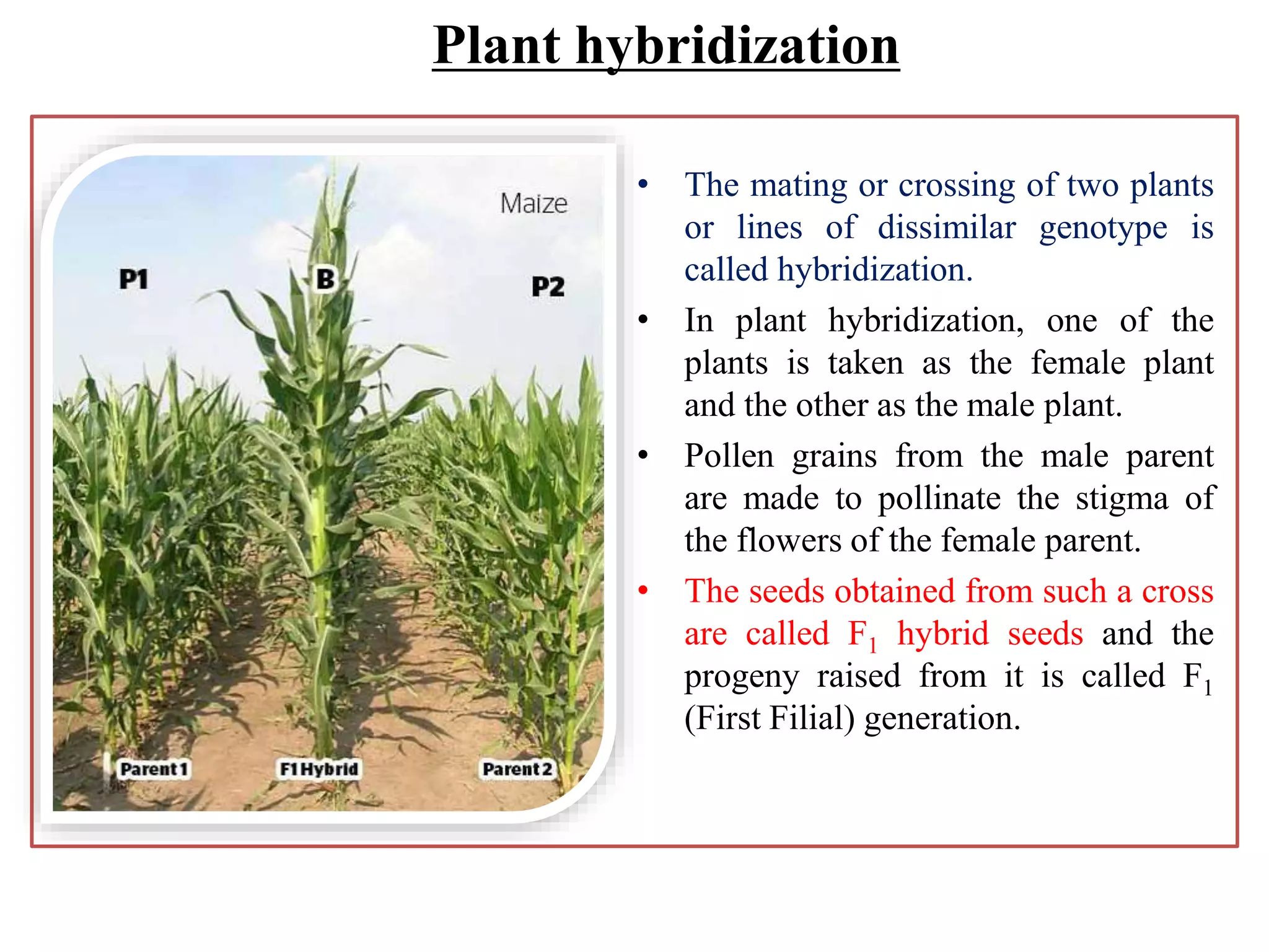 Plant hybridization aims, objectives and types of hybridization | PPT