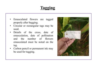 Plant hybridization aims, objectives and types of hybridization | PPT