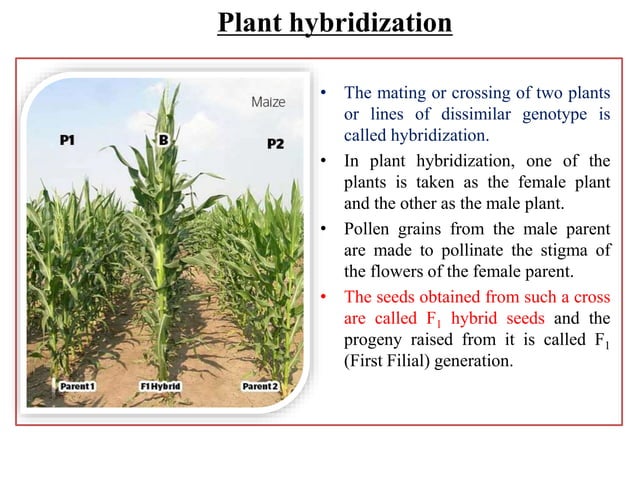 Plant hybridization aims, objectives and types of hybridization | PPT