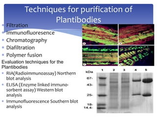 Plantibodies | PPTX