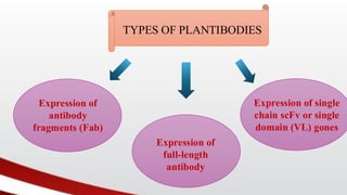 Presentation on Plantibodies and their types.pdf