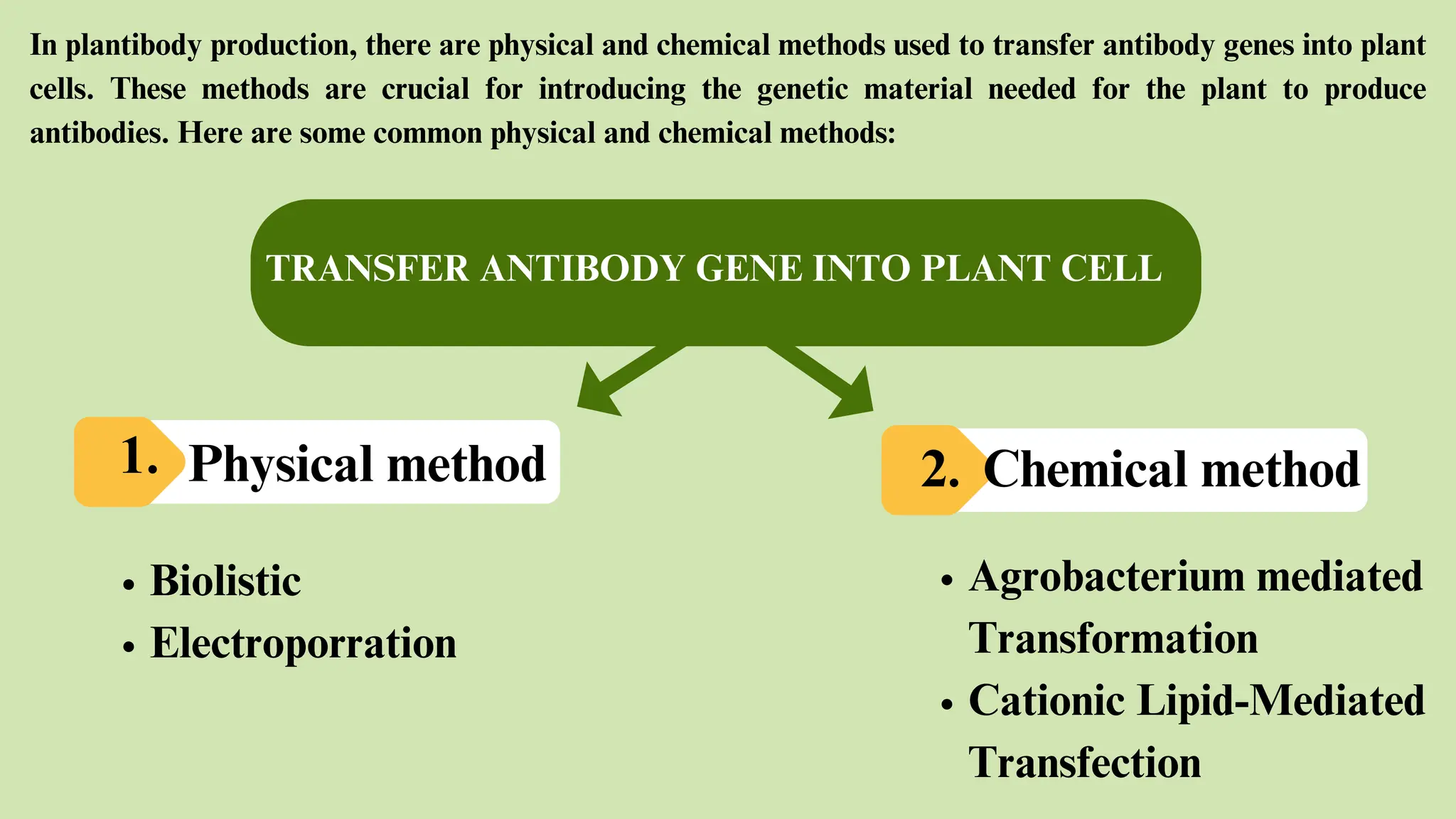 PLANTIBODIES , PLANTIBODY PRODUCTION AND ITS APPLICATION | PDF