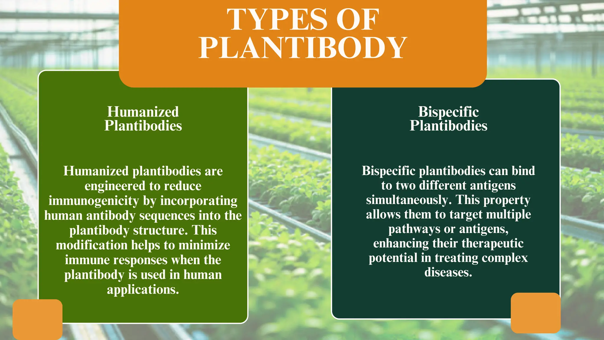 PLANTIBODIES , PLANTIBODY PRODUCTION AND ITS APPLICATION | PDF