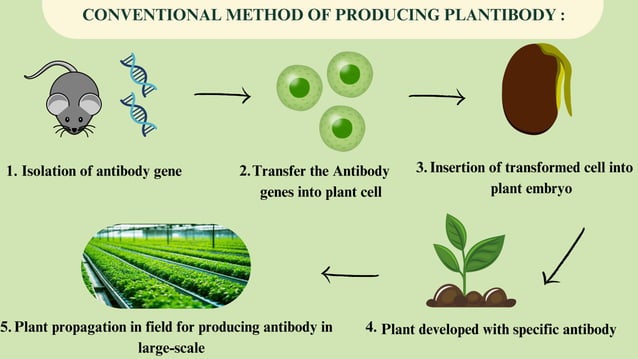PLANTIBODIES , PLANTIBODY PRODUCTION AND ITS APPLICATION | PDF ...