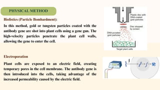 PLANTIBODIES , PLANTIBODY PRODUCTION AND ITS APPLICATION | PDF