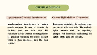 PLANTIBODIES , PLANTIBODY PRODUCTION AND ITS APPLICATION | PDF