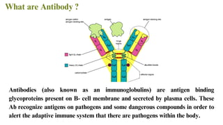 PLANTIBODIES , PLANTIBODY PRODUCTION AND ITS APPLICATION | PDF