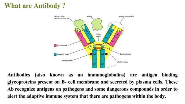 PLANTIBODIES , PLANTIBODY PRODUCTION AND ITS APPLICATION | PDF ...