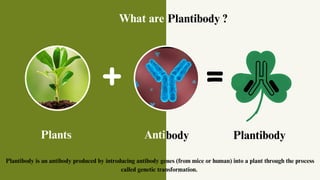 PLANTIBODIES , PLANTIBODY PRODUCTION AND ITS APPLICATION | PDF
