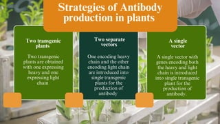 PLANTIBODIES , PLANTIBODY PRODUCTION AND ITS APPLICATION | PDF