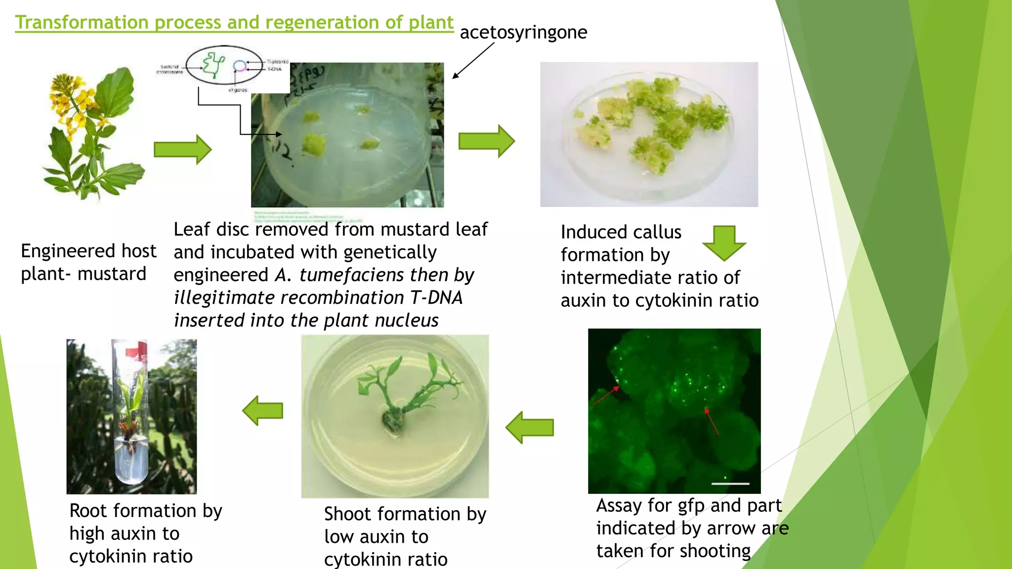 Plantibody final | PPTX