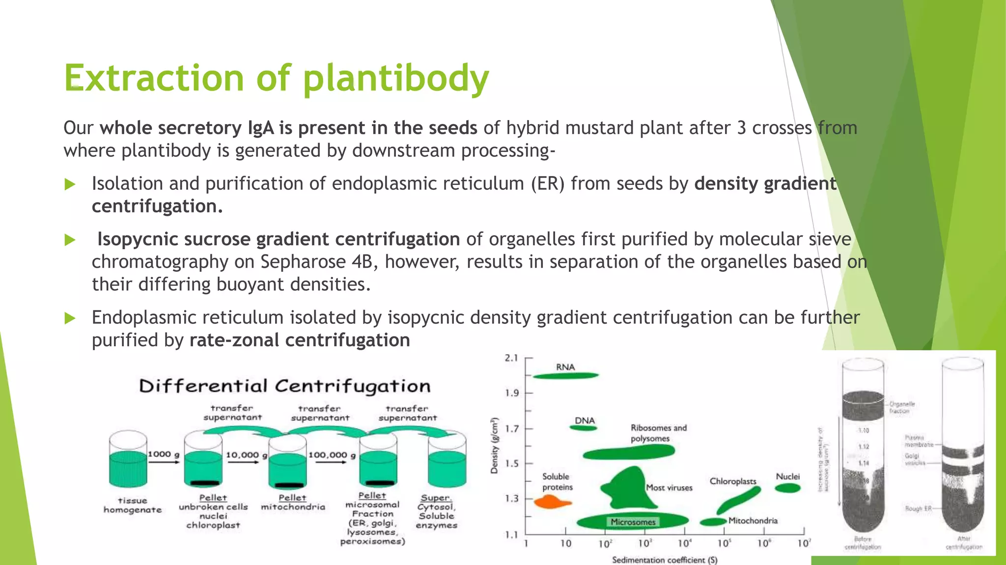 Plantibody final | PPTX