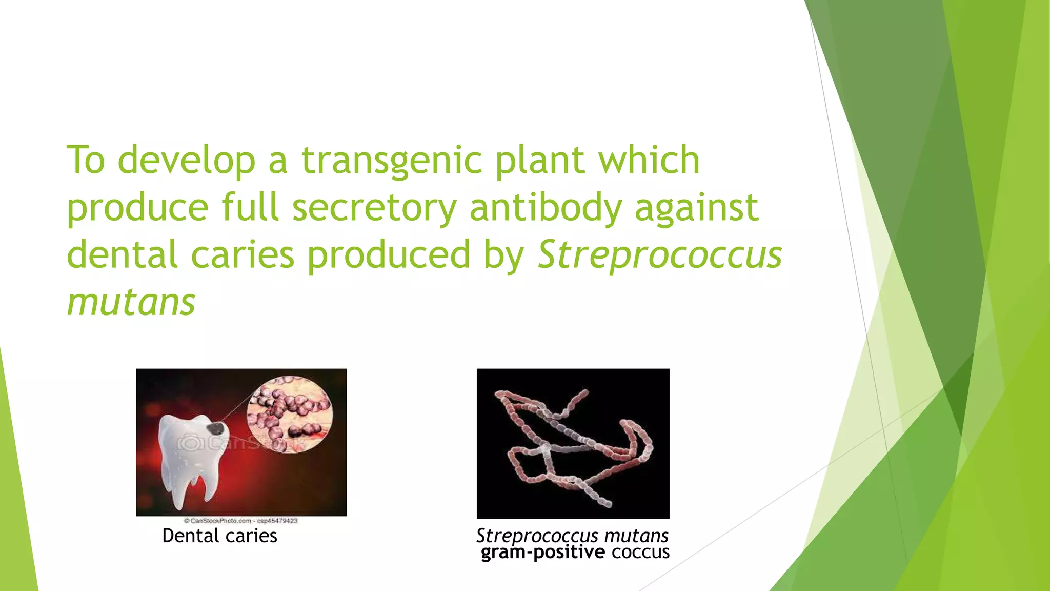 Plantibody final | PPTX