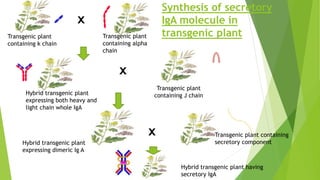 Plantibody final | PPTX