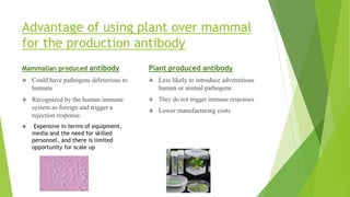 Plantibody final | PPTX