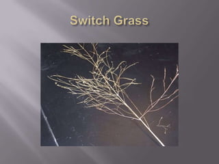 Plant Identification | PPTX