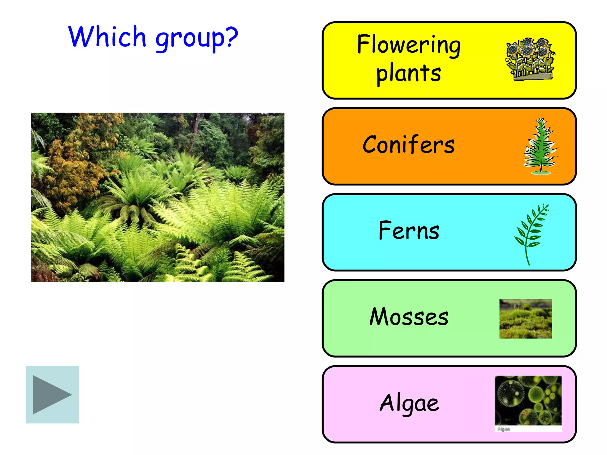 Plant identification | PPTX