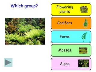 Plant identification | PPTX