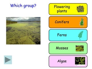 Plant identification | PPTX