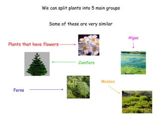 Plant identification | PPTX