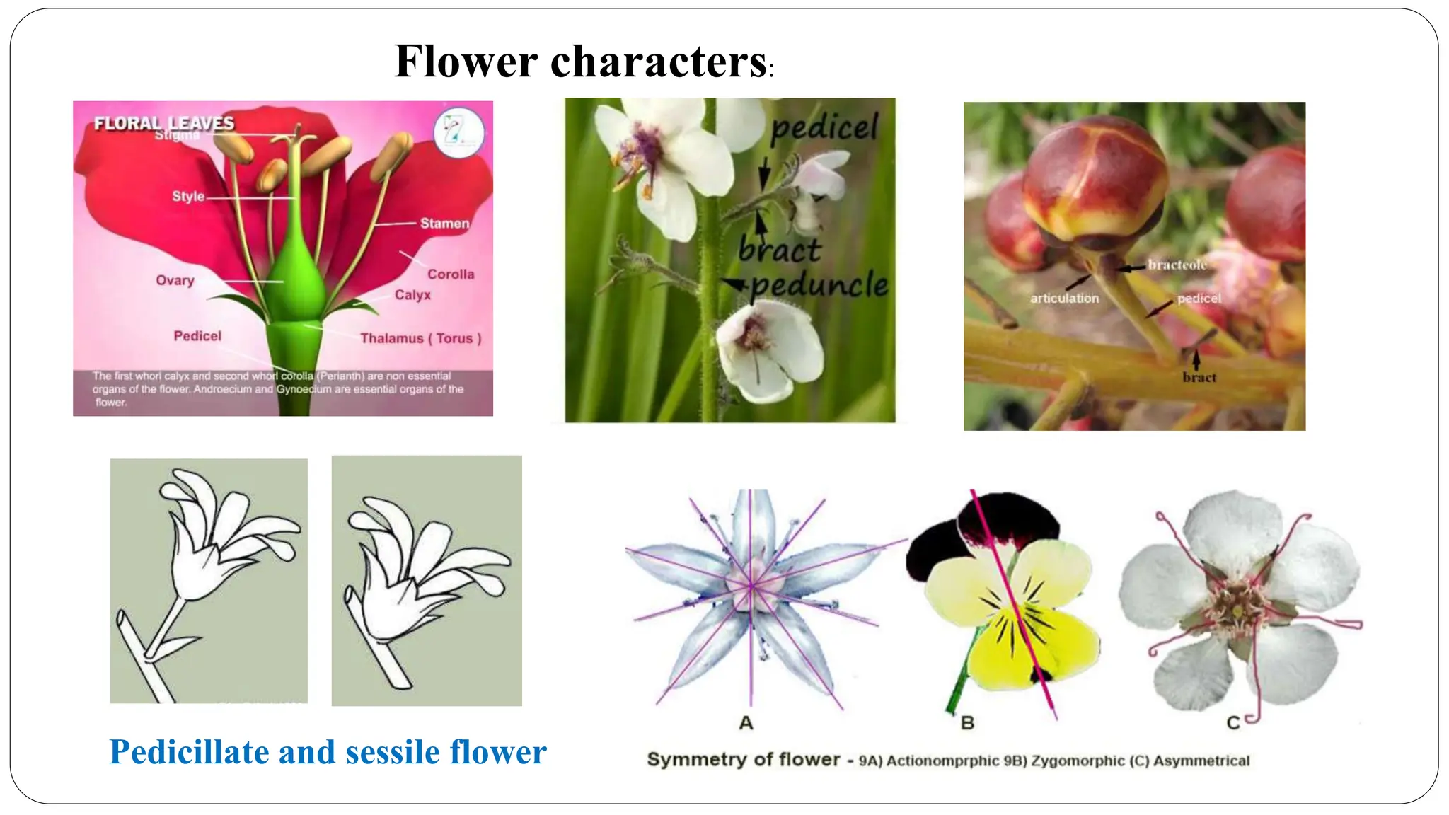 Plant identification taxonomy key characters | PPT